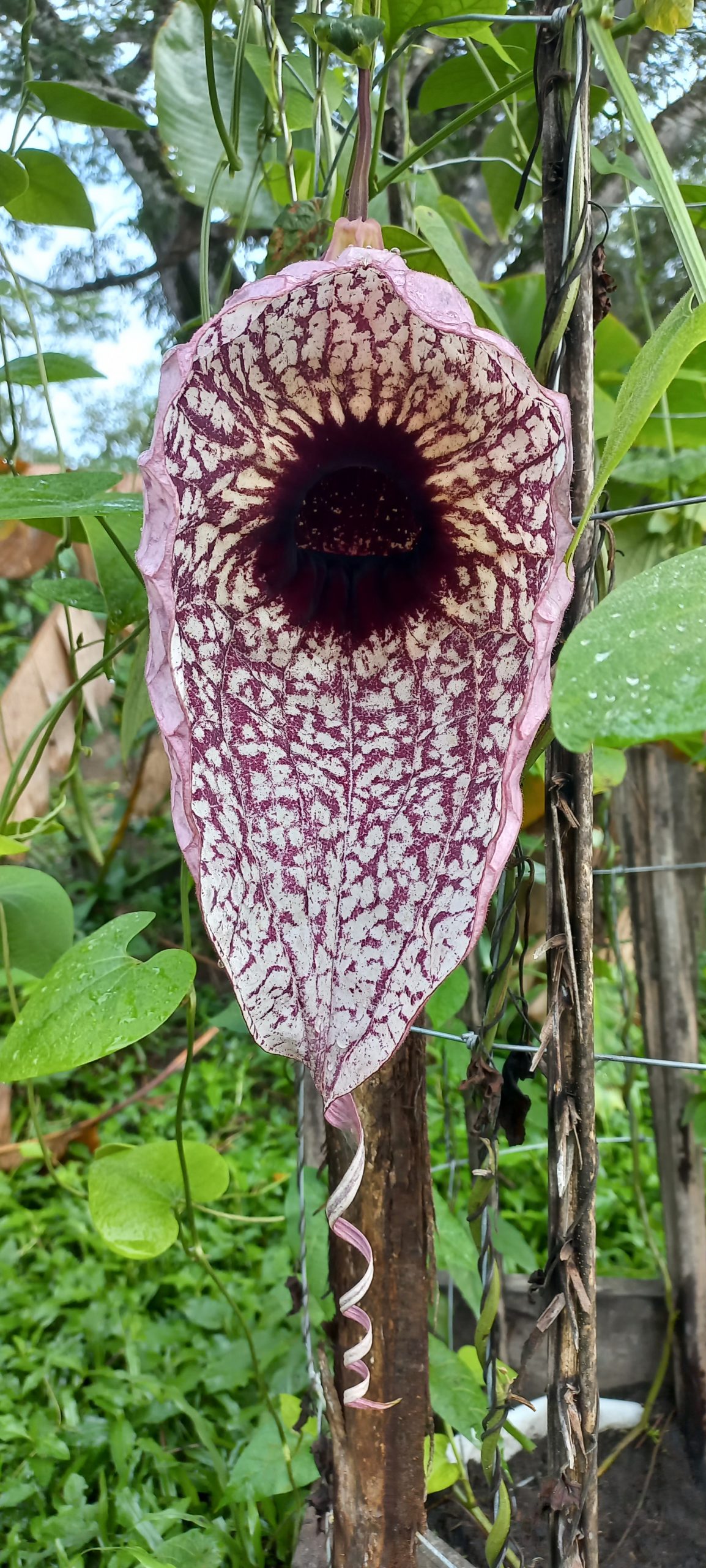 Belize Part 170 (June 21 to 30) - Safari Arie