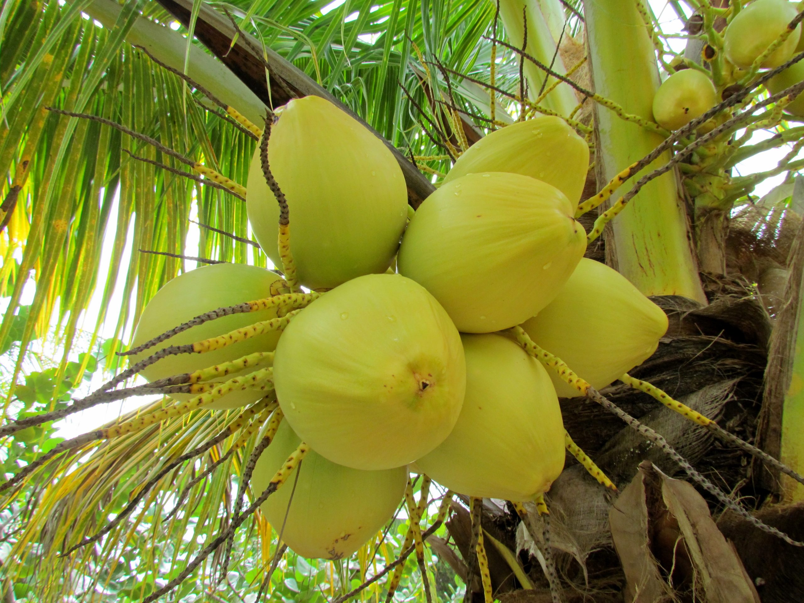 Jungle Superfoods: Natural Foods and Medicinal Plants in Belize