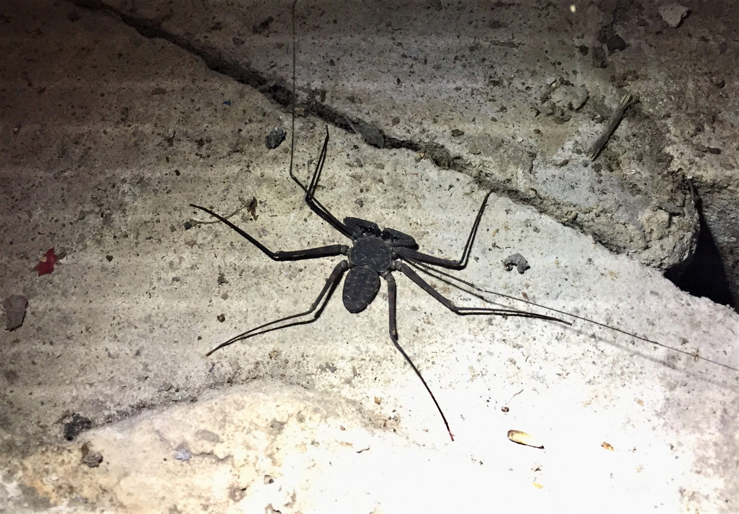 Belize Part 11 (Jan 15 to 20) - Safari Arie