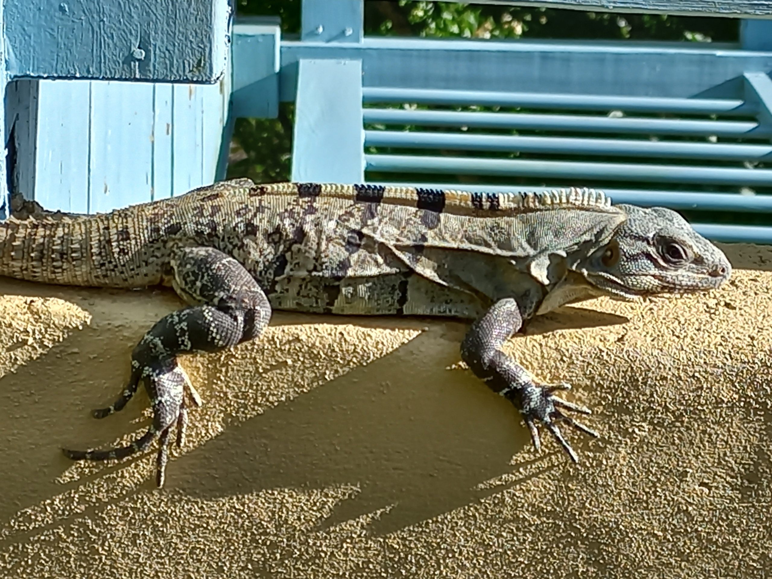 Belize Part 23 (April 24 to 29) - Safari Arie