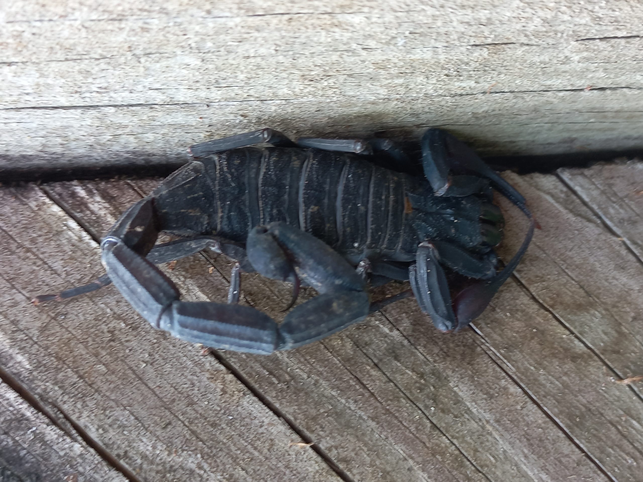 Belize Part 24 (April 30 to May 6) - Safari Arie