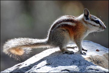 California Part 8 (Jan 12 to 16) - Safari Arie