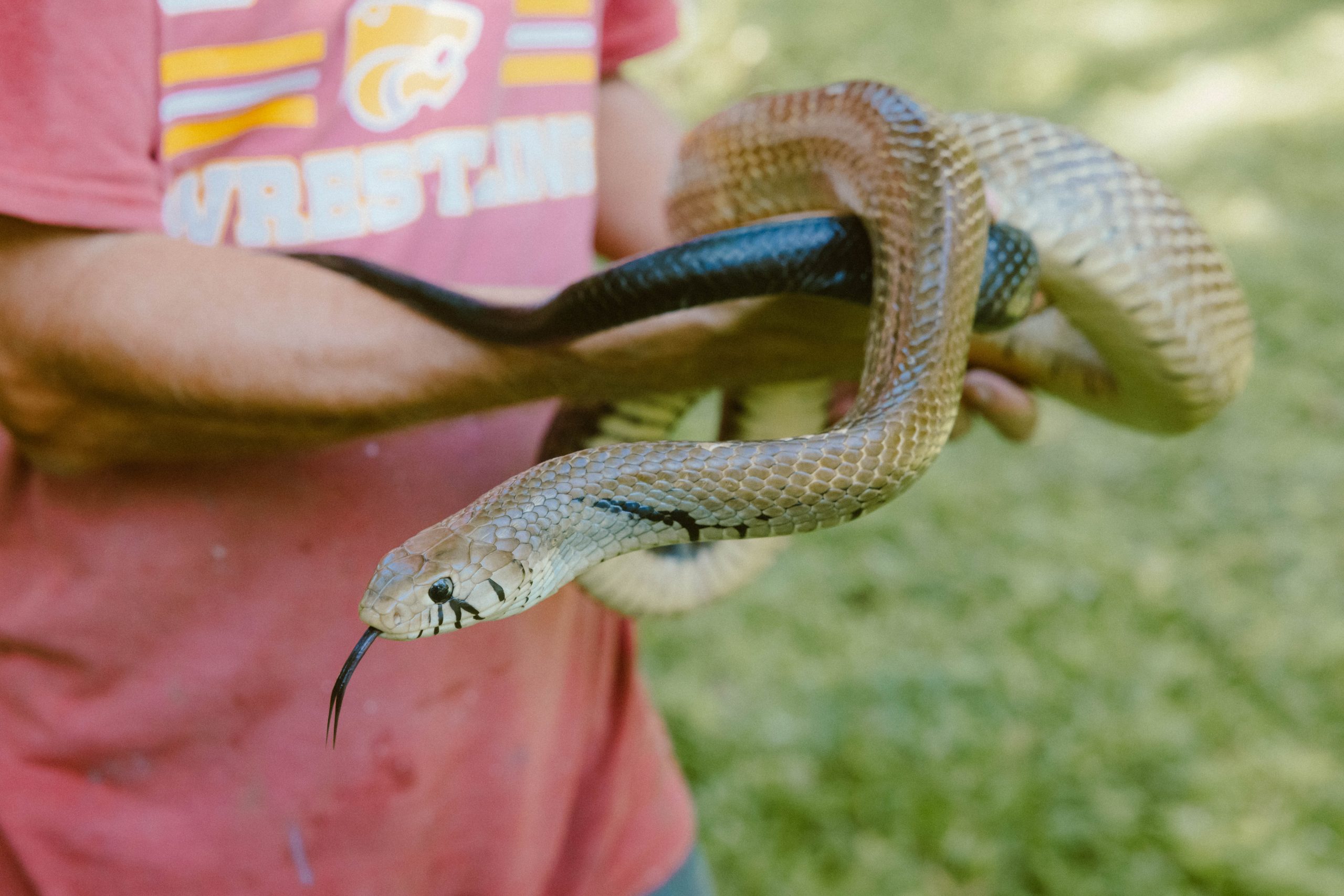 Belize Jungle Wildlife: Reptiles, Amphibians & Arachnids Guide