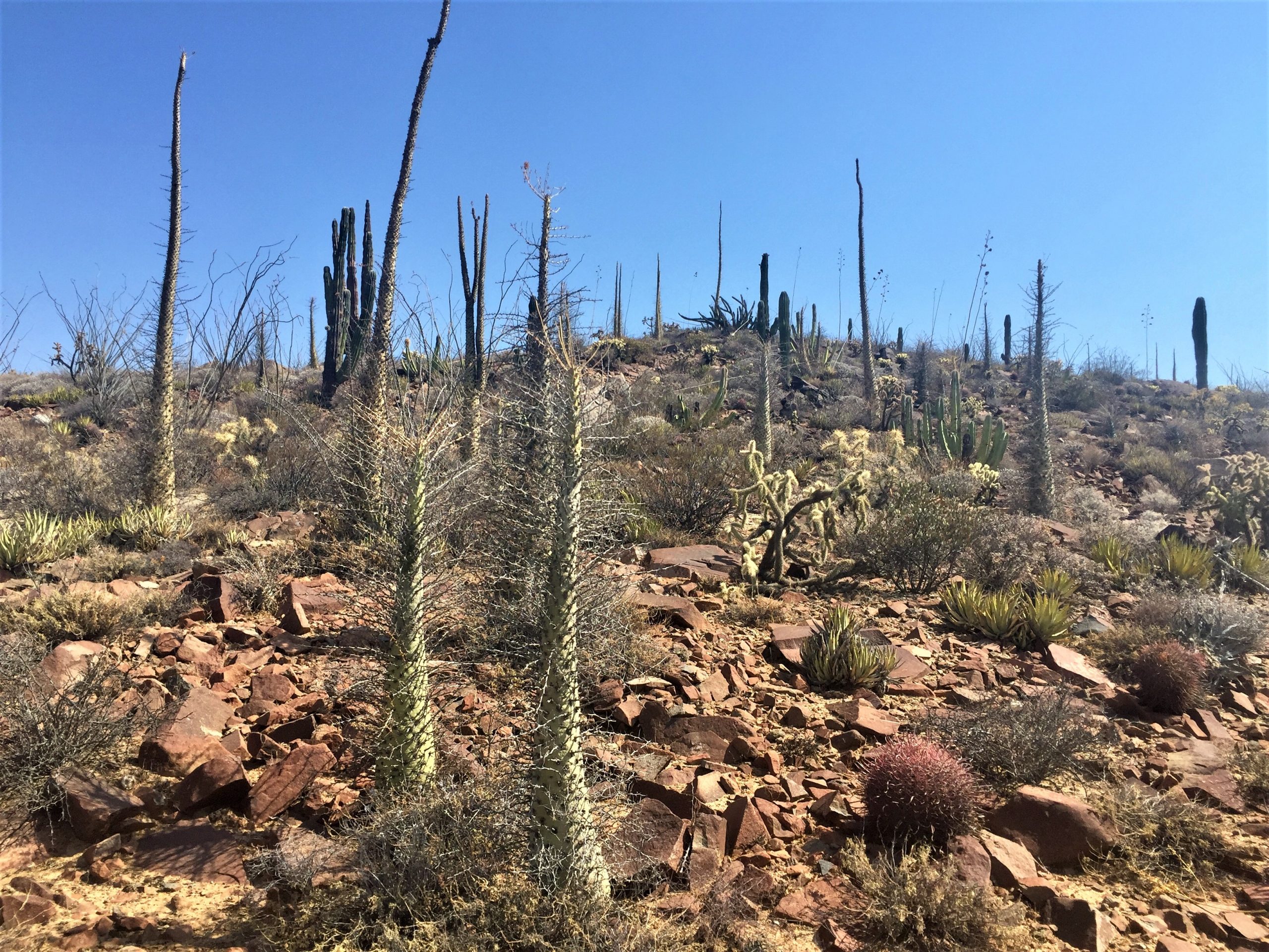 Boonjum Tree - Safari Arie