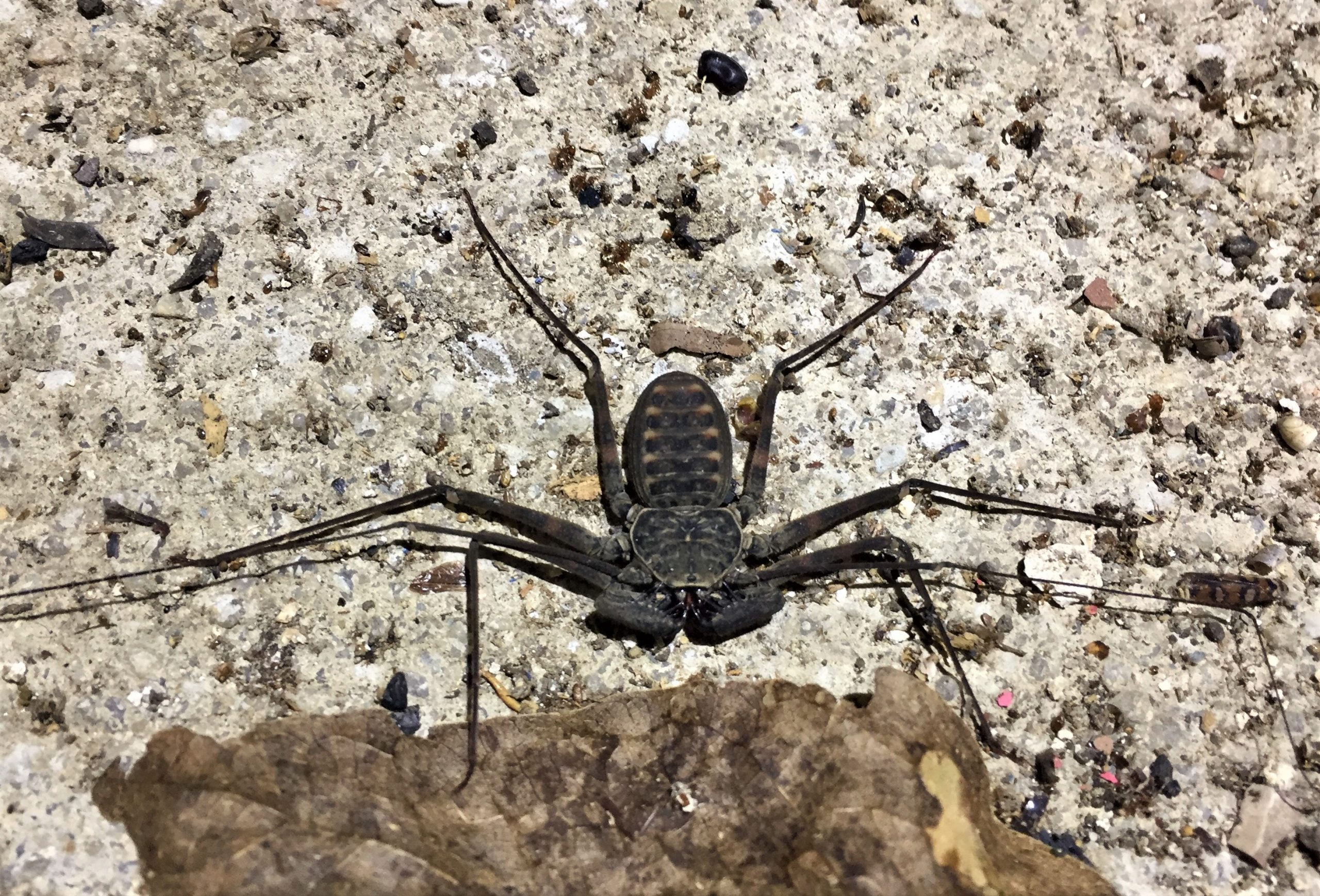 Tailless Whip Scorpion - Safari Arie