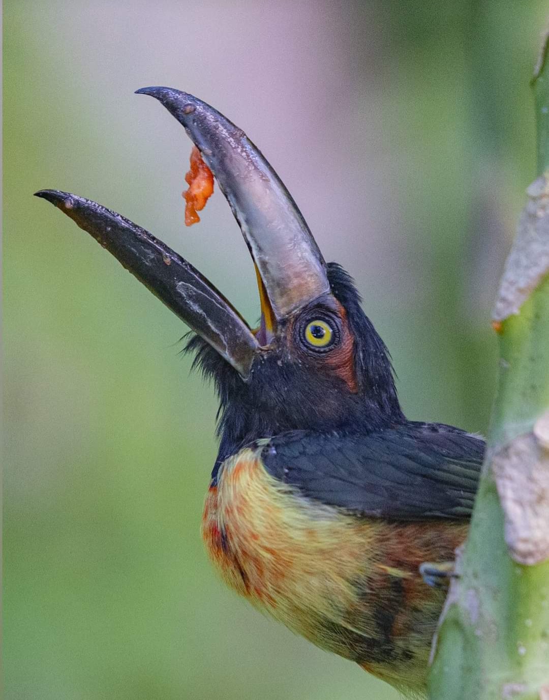 Belize Part 137 (Oct 20 to 25) - Safari Arie